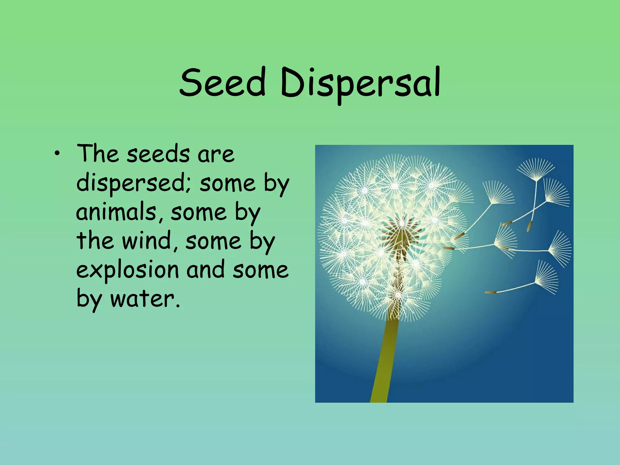 Angiosperms and gymnosperms | PPT