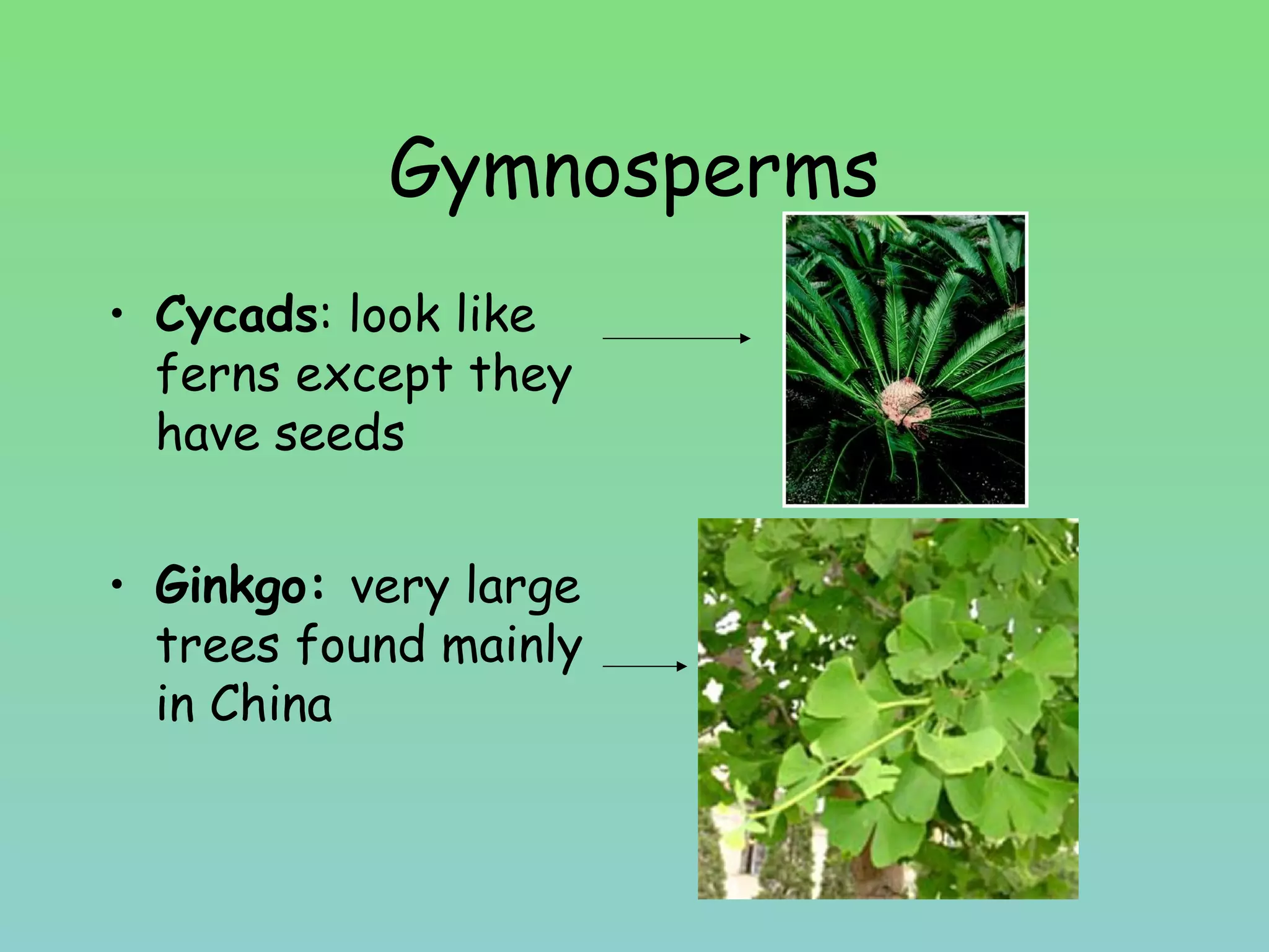 Angiosperms and gymnosperms | PPT