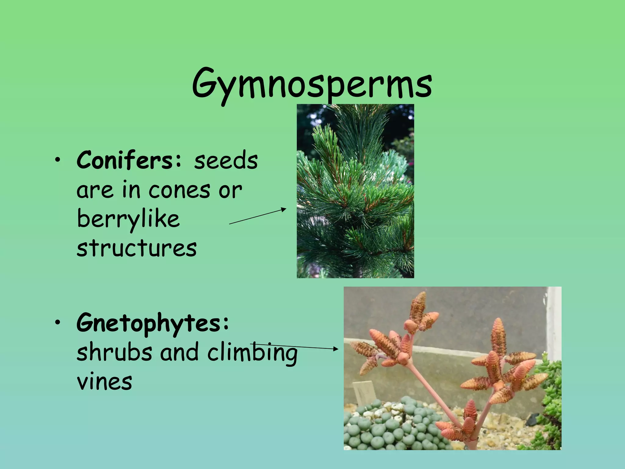 Angiosperms and gymnosperms | PPT