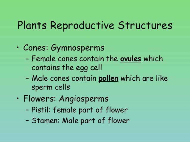 Gymnosperms And Angiosperms Venn Diagram Angiosperm Lesson Plans