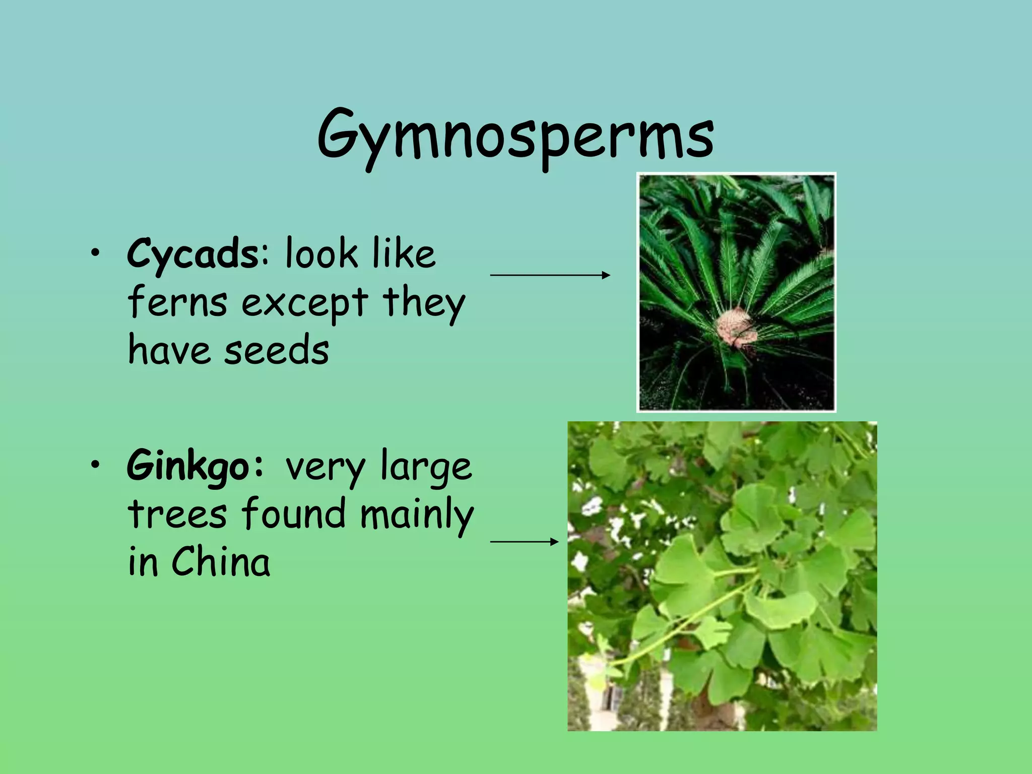 Angiosperms and Gymnosperms.ppt