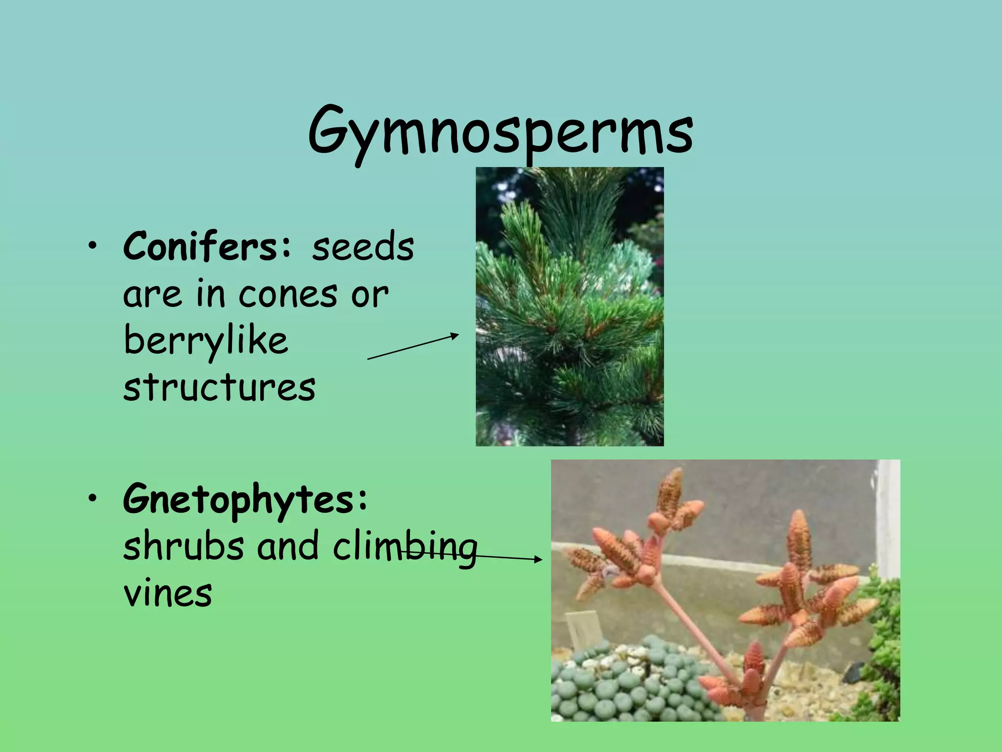 Angiosperms and Gymnosperms.ppt