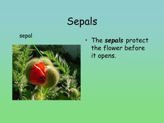 Angiosperms and Gymnosperms.ppt