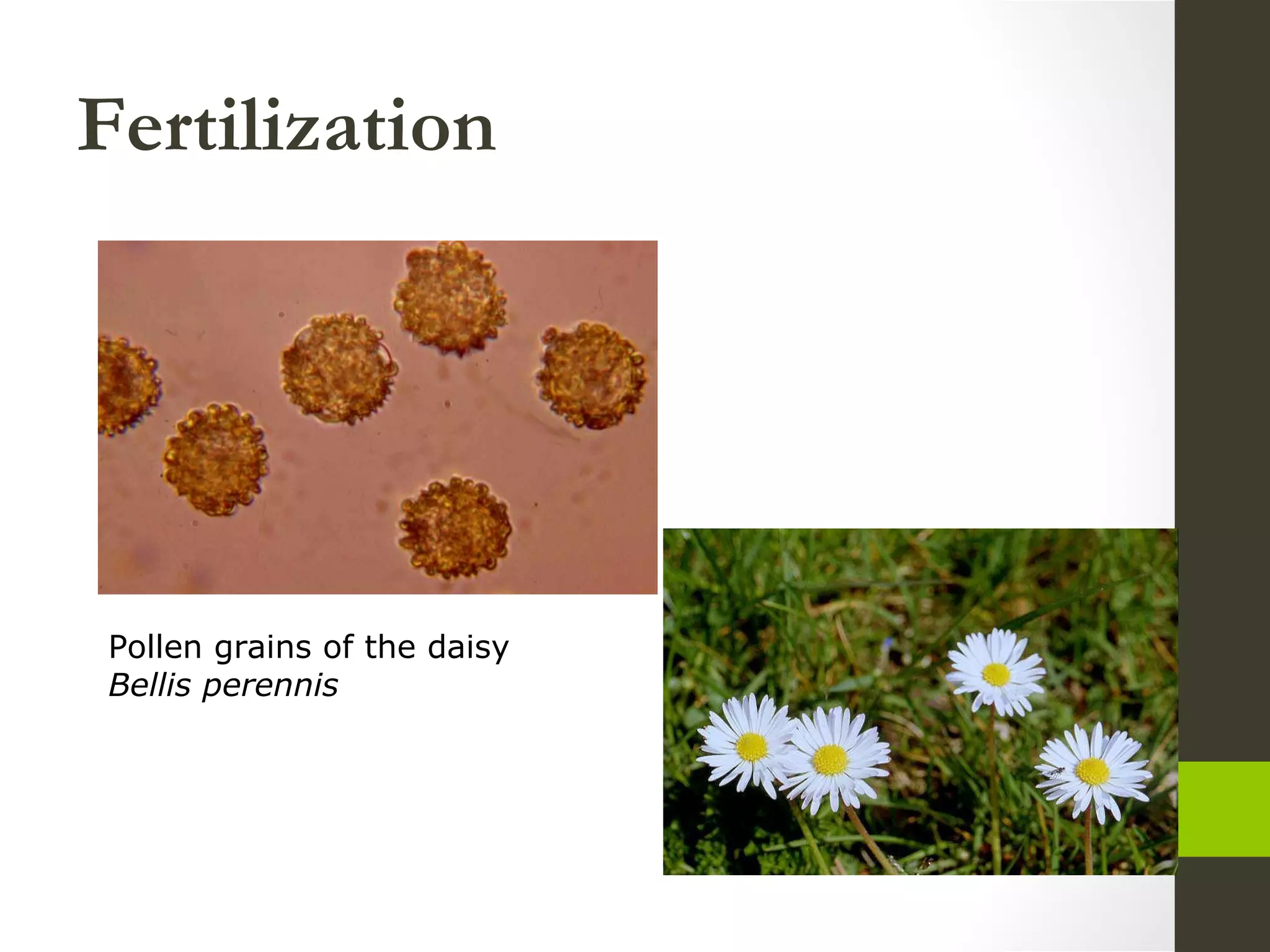 Angiosperms and reproduction | PPT