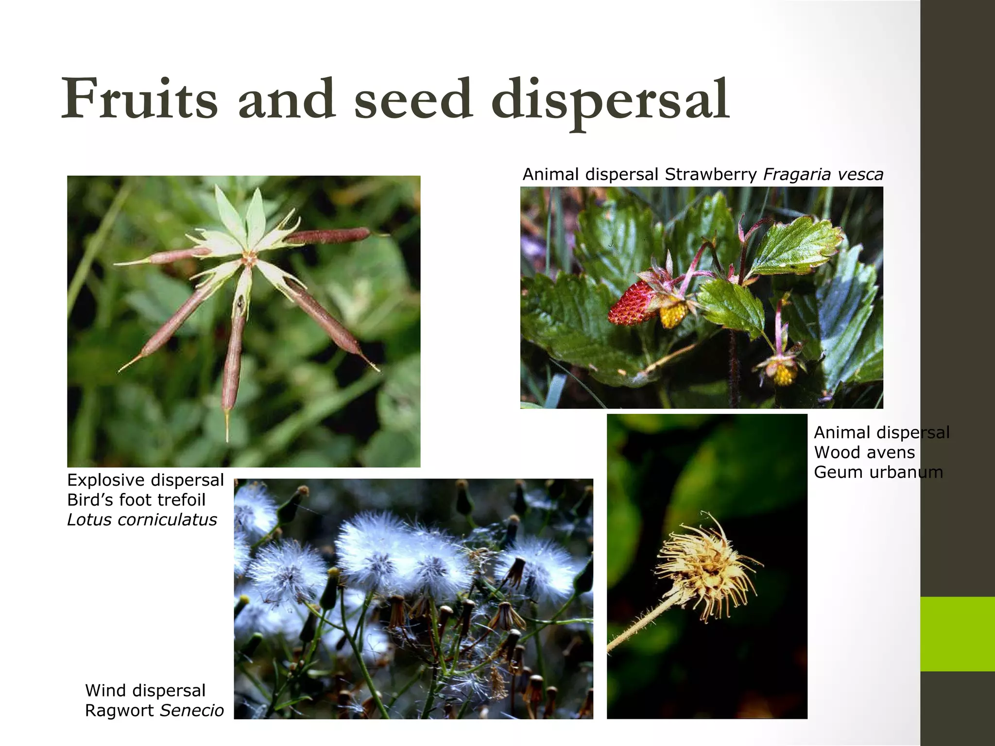 Angiosperms and reproduction | PPT