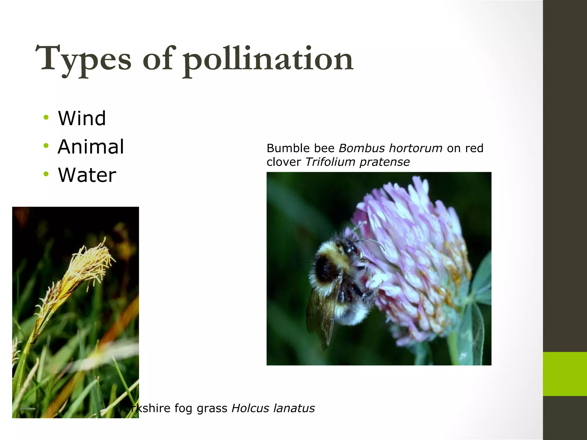 Angiosperms and reproduction | PPT