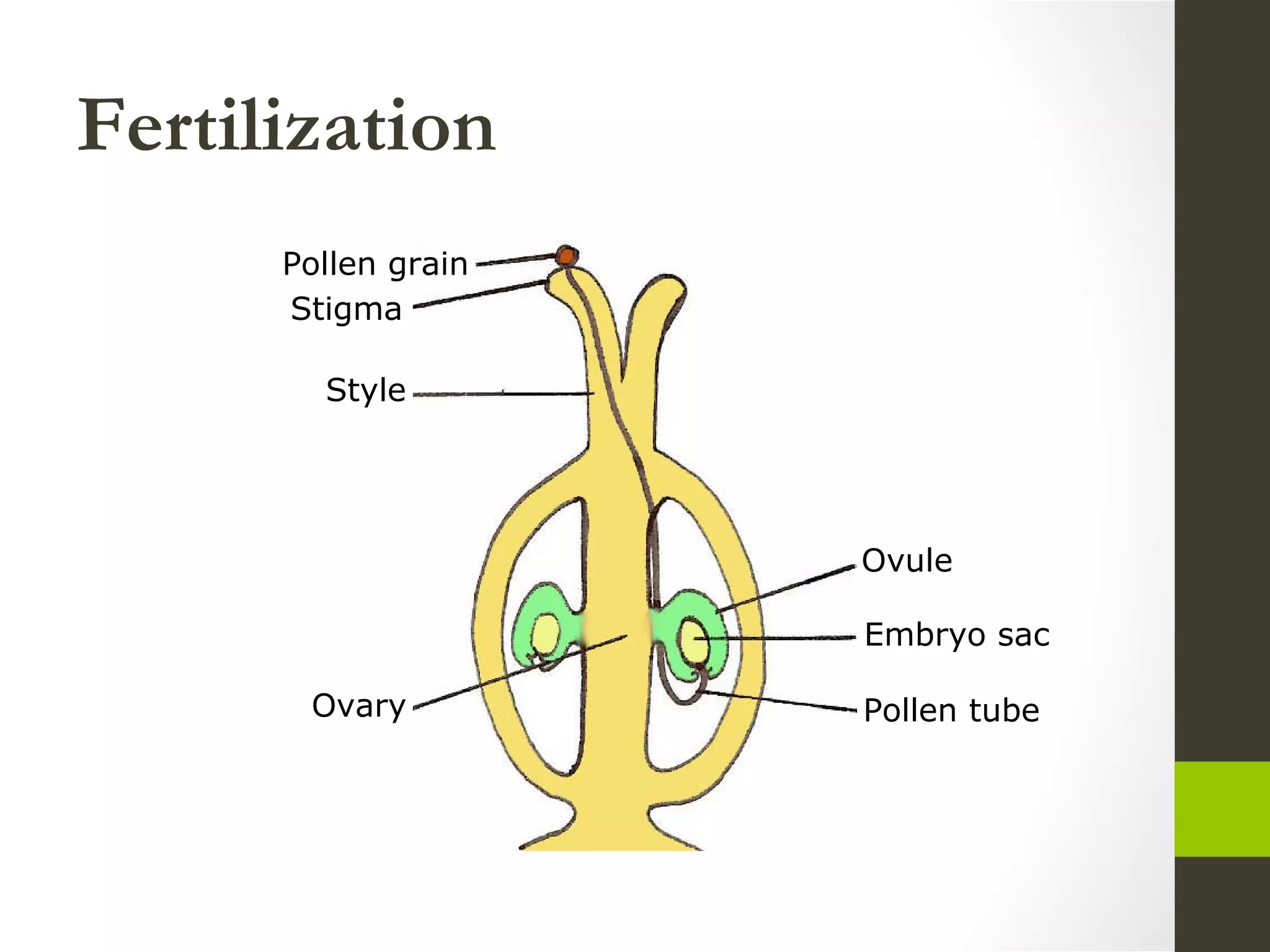 Angiosperms and reproduction | PPT
