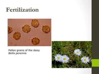 Angiosperms and reproduction | PPT