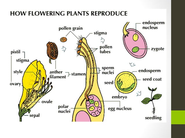 Angiosperms and reproduction | PPT | Gardening | Home & Garden