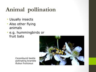 Angiosperms and reproduction | PPT