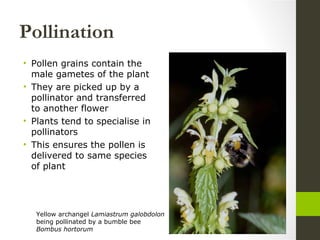 Angiosperms and reproduction | PPT