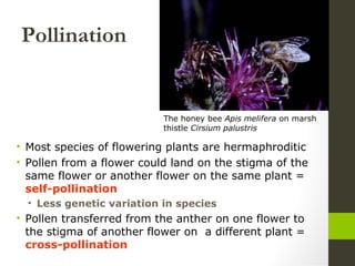 Angiosperms and reproduction | PPT