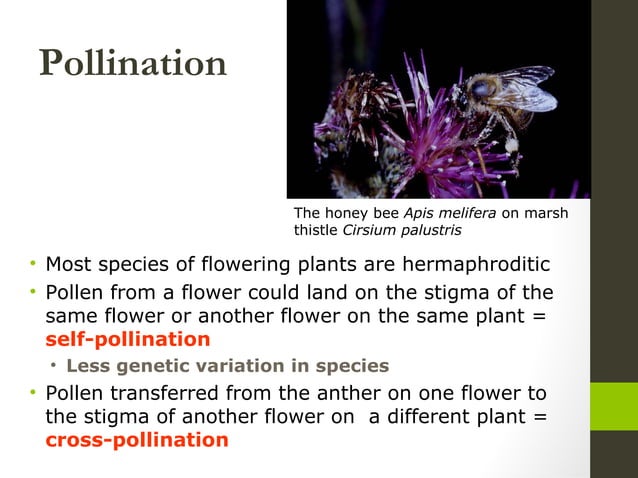 Angiosperms and reproduction | PPT | Gardening | Home & Garden