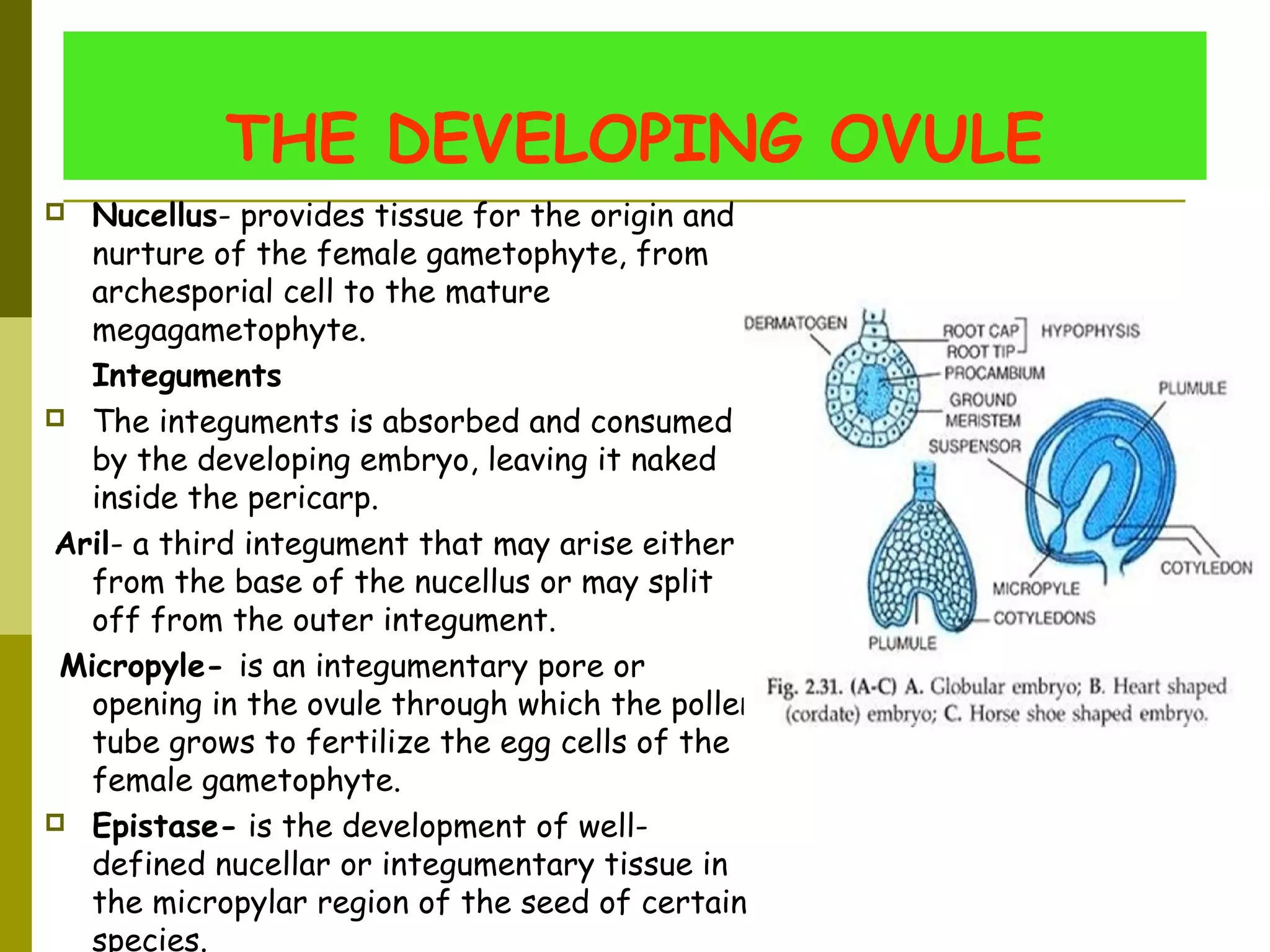 Angiosperm (seed formation and development) | PPT