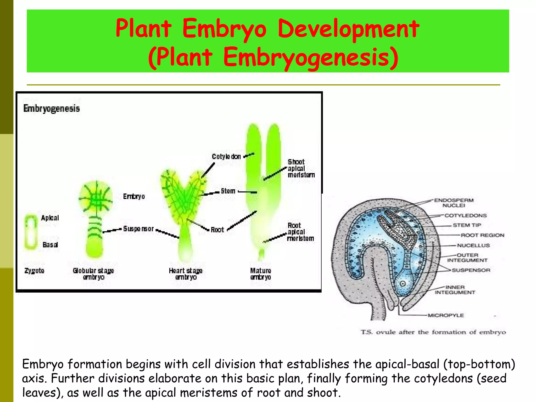Angiosperm (seed formation and development) | PPT