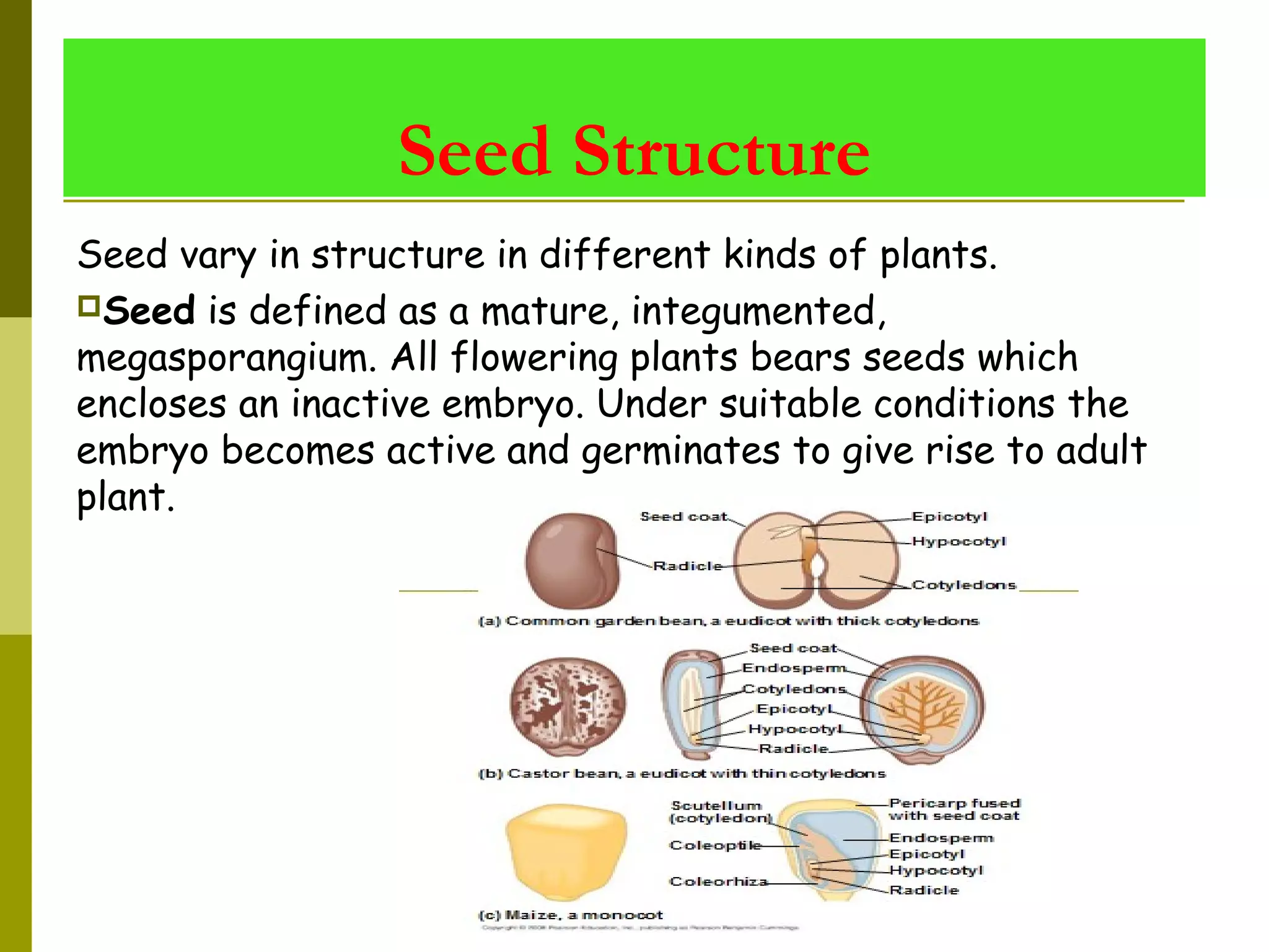 Angiosperm (seed formation and development) | PPT