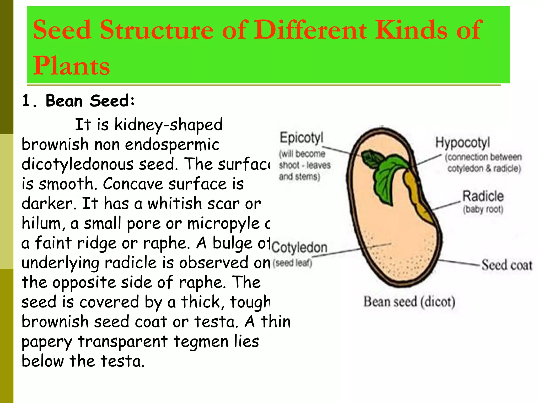 Angiosperm (seed formation and development) | PPT