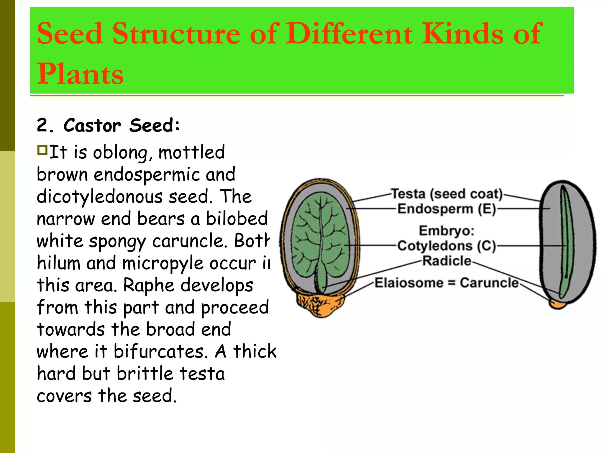 Angiosperm (seed formation and development) | PPT