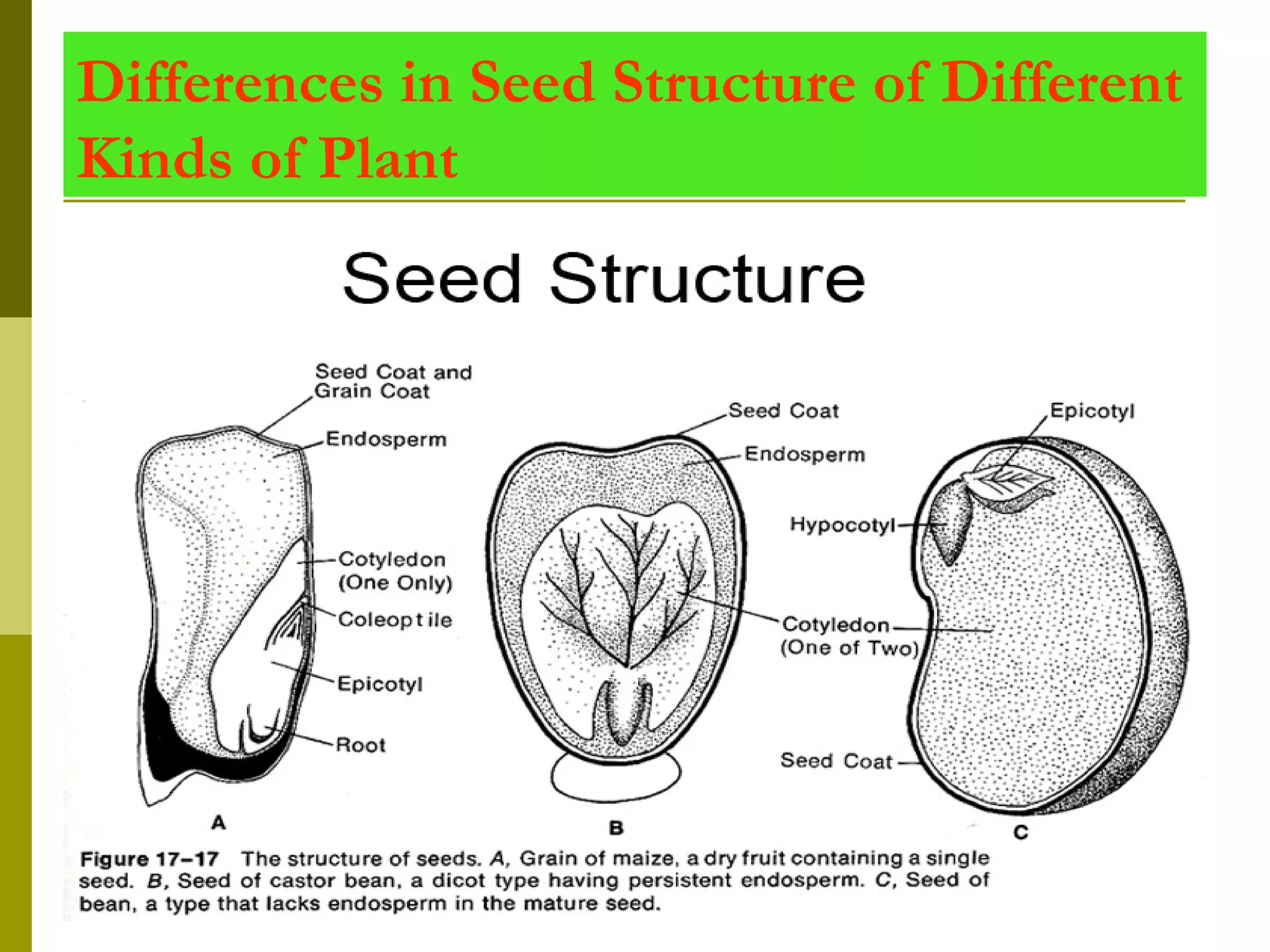 Angiosperm (seed formation and development) | PPT