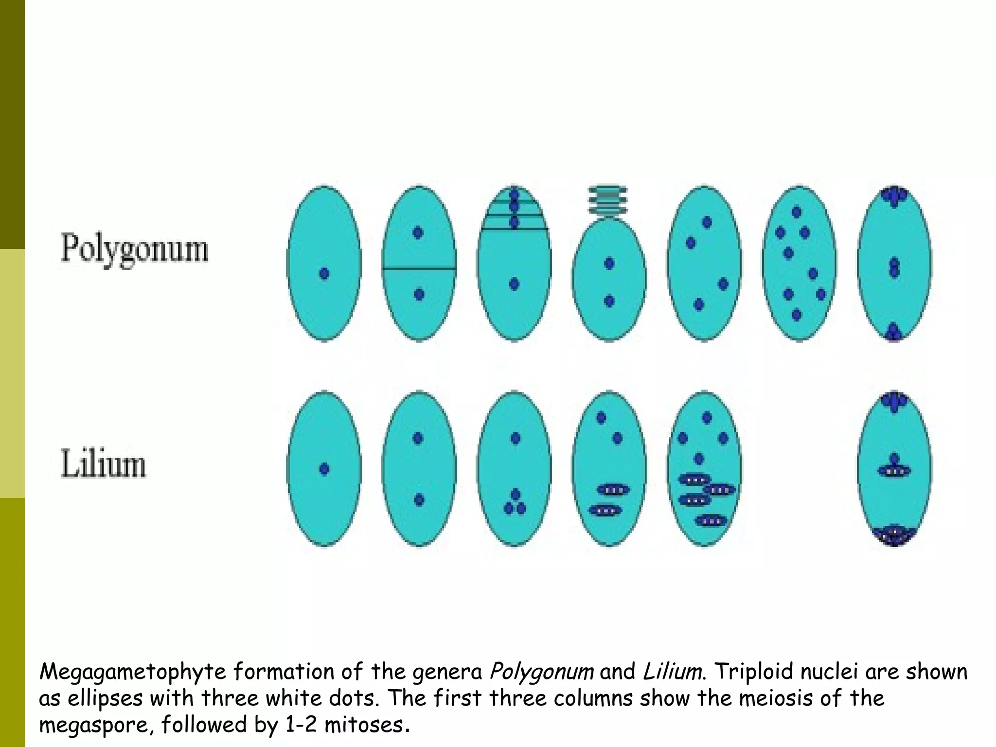 Angiosperm (seed formation and development) | PPT