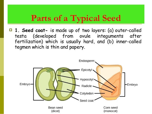 Angiosperm (seed formation and development)