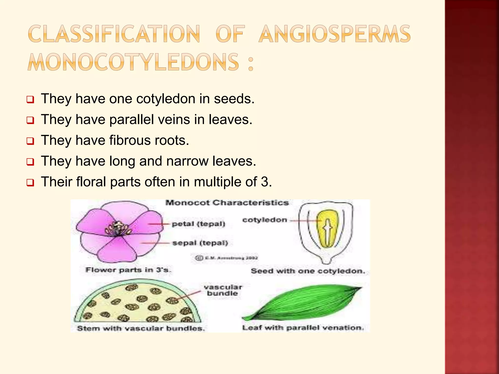 ANGIOSPERMS.pptx