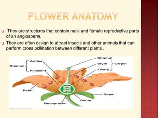 ANGIOSPERMS.pptx