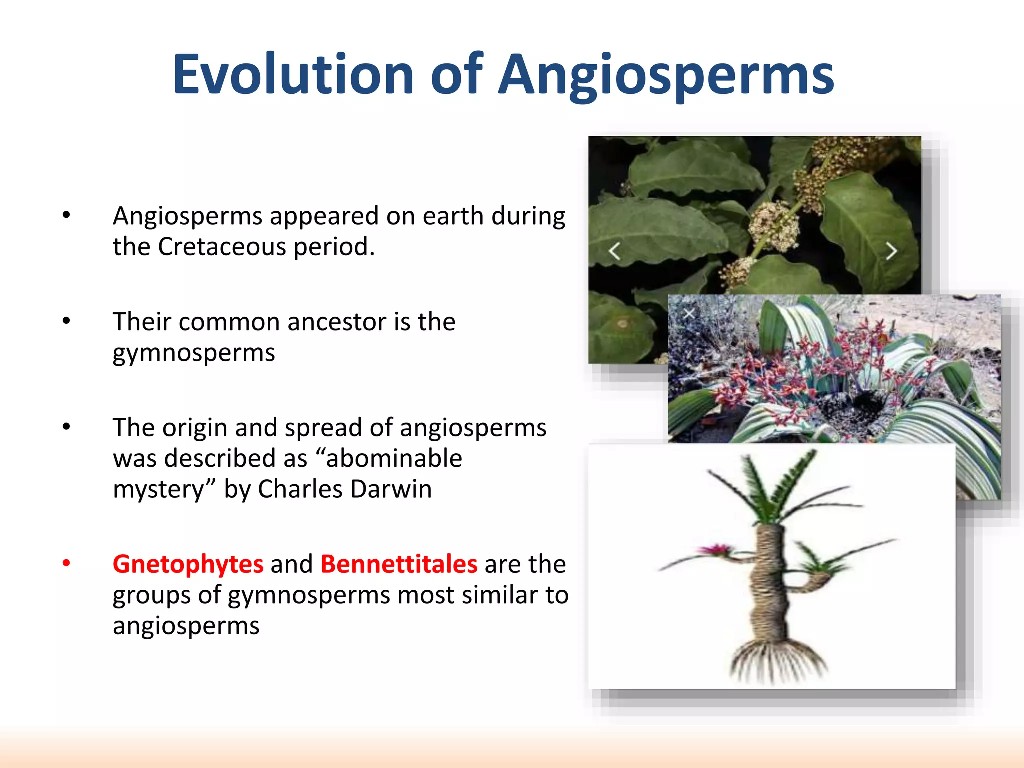 Angiosperms (flowering plants) PowerPoint Presentation | PPTX