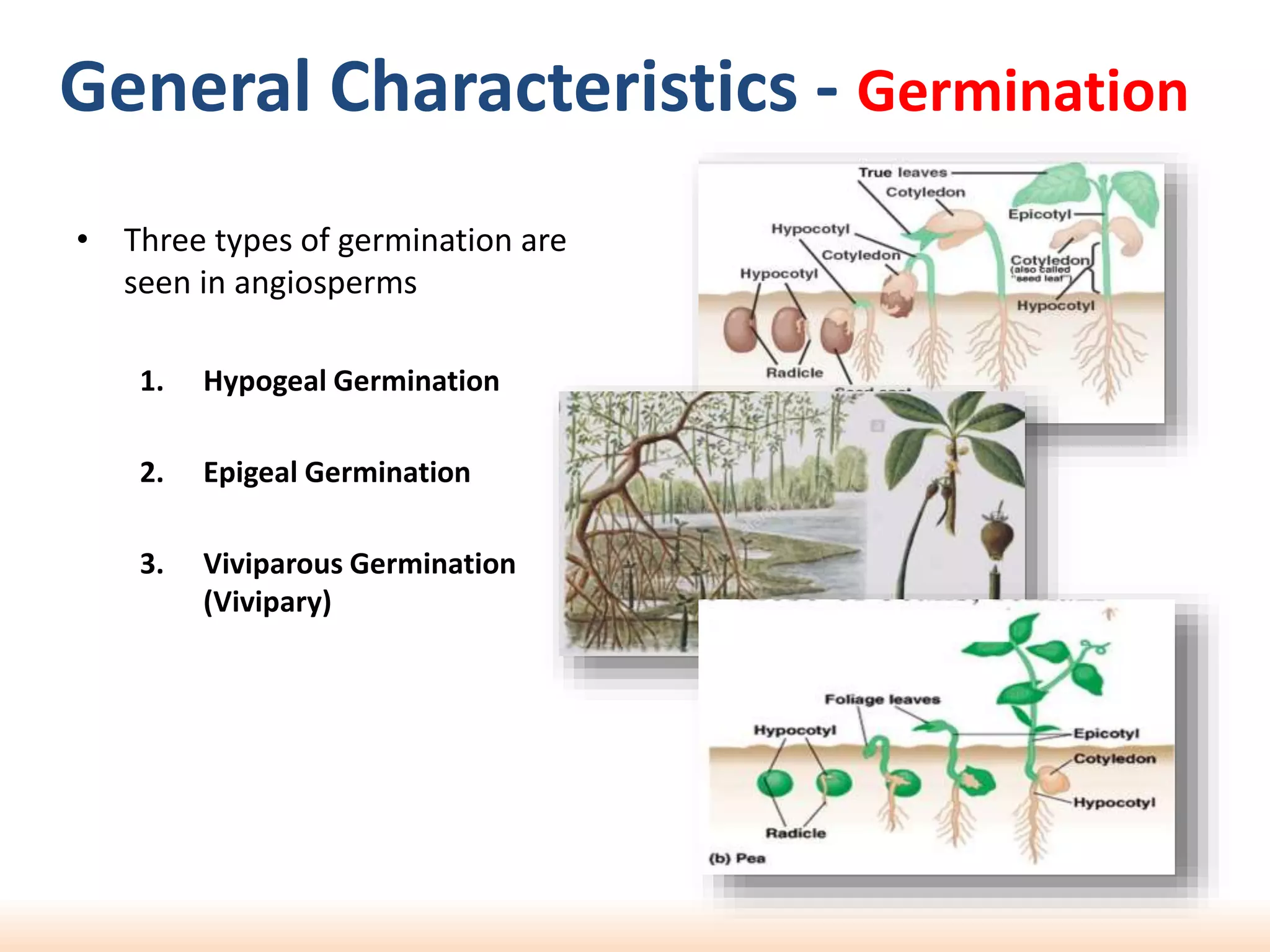 Angiosperms (flowering plants) PowerPoint Presentation | PPTX