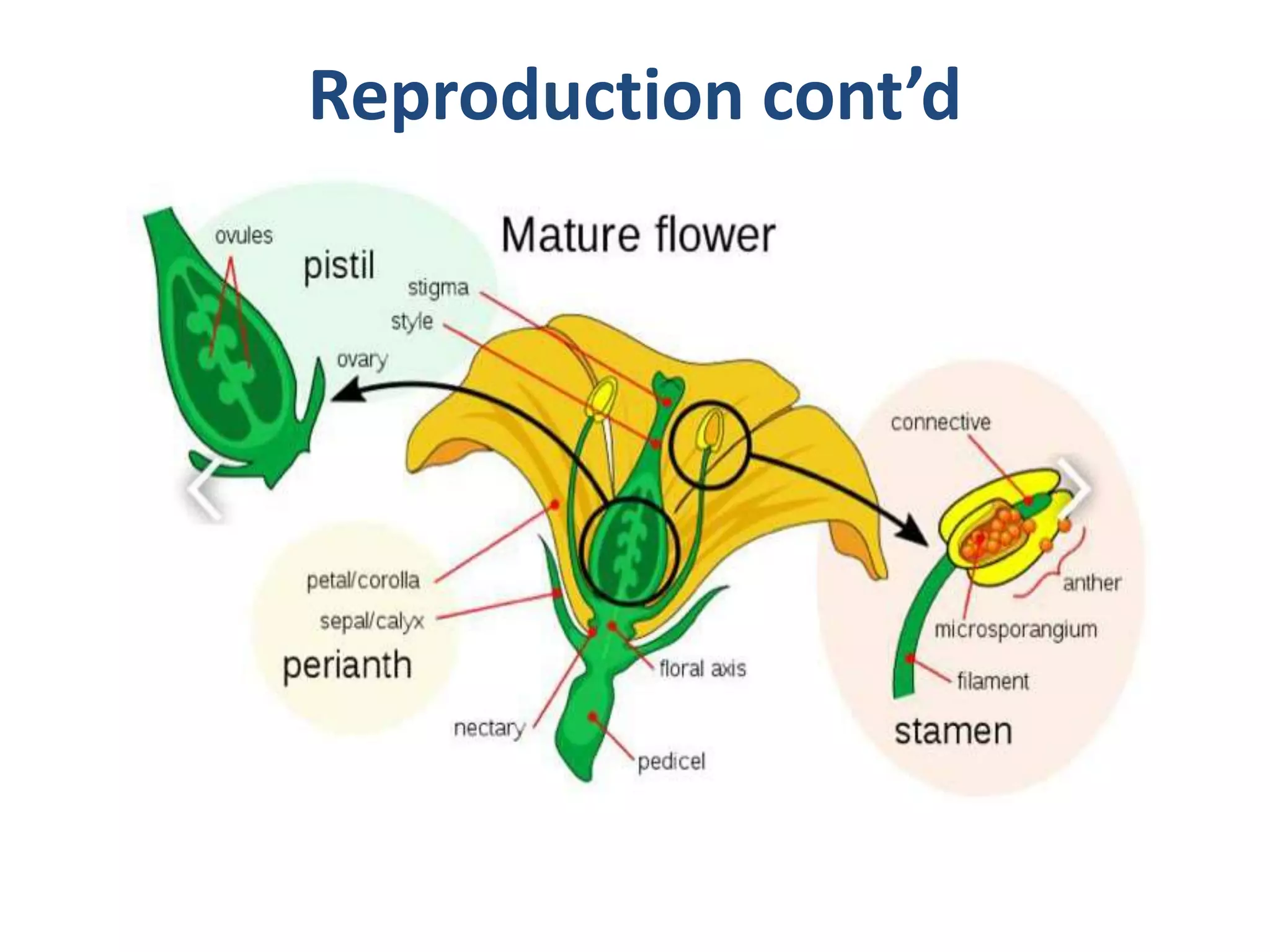 Angiosperms (flowering plants) PowerPoint Presentation | PPTX