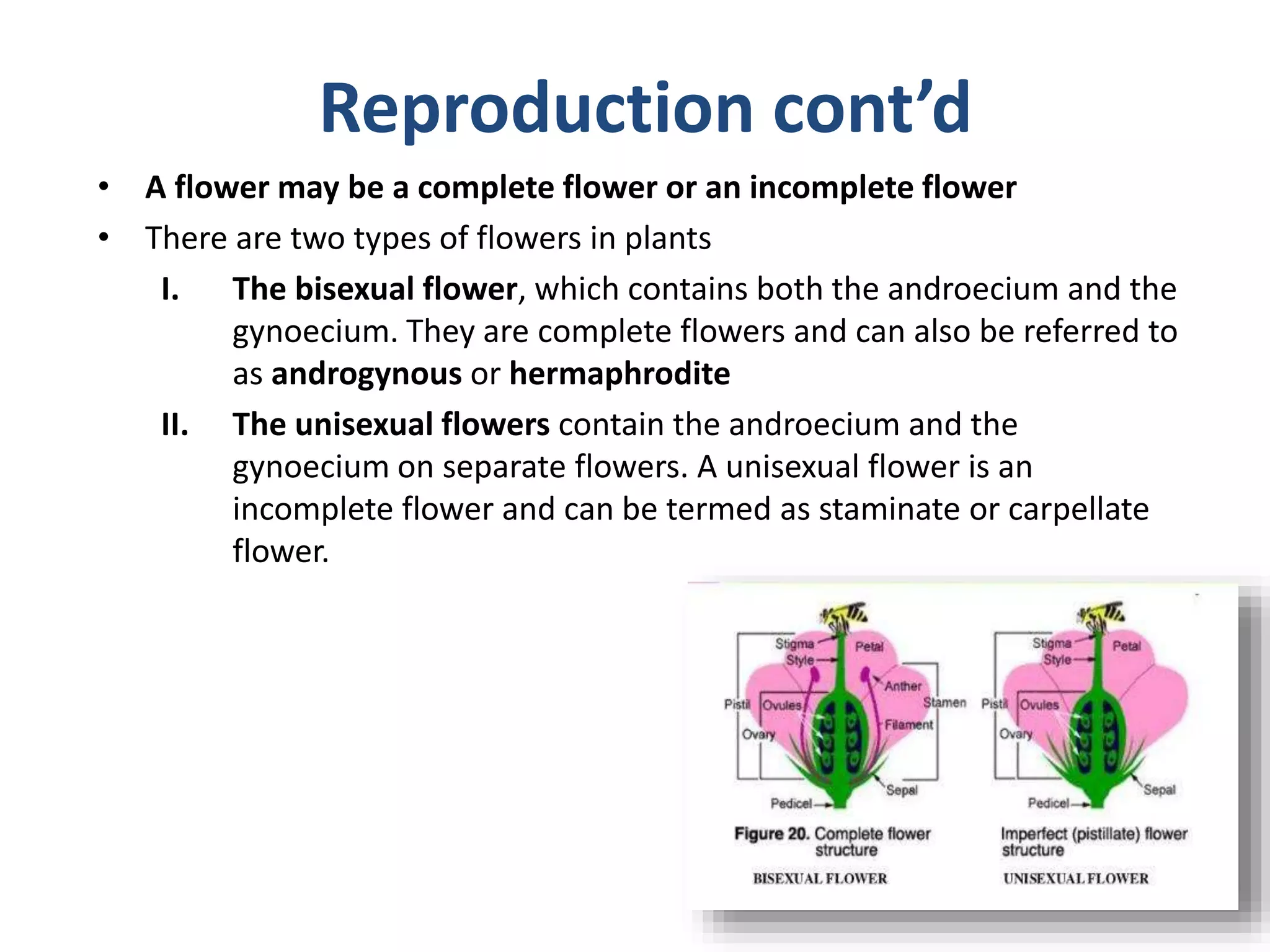 Angiosperms (flowering plants) PowerPoint Presentation | PPTX