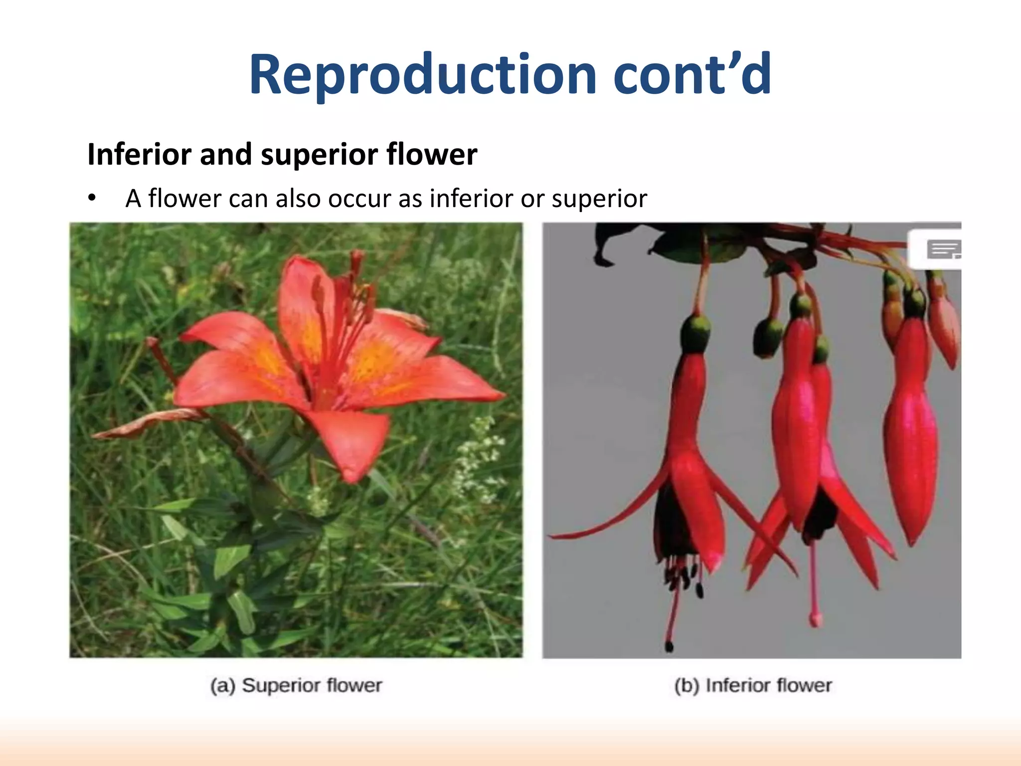 Angiosperms (flowering plants) PowerPoint Presentation | PPTX