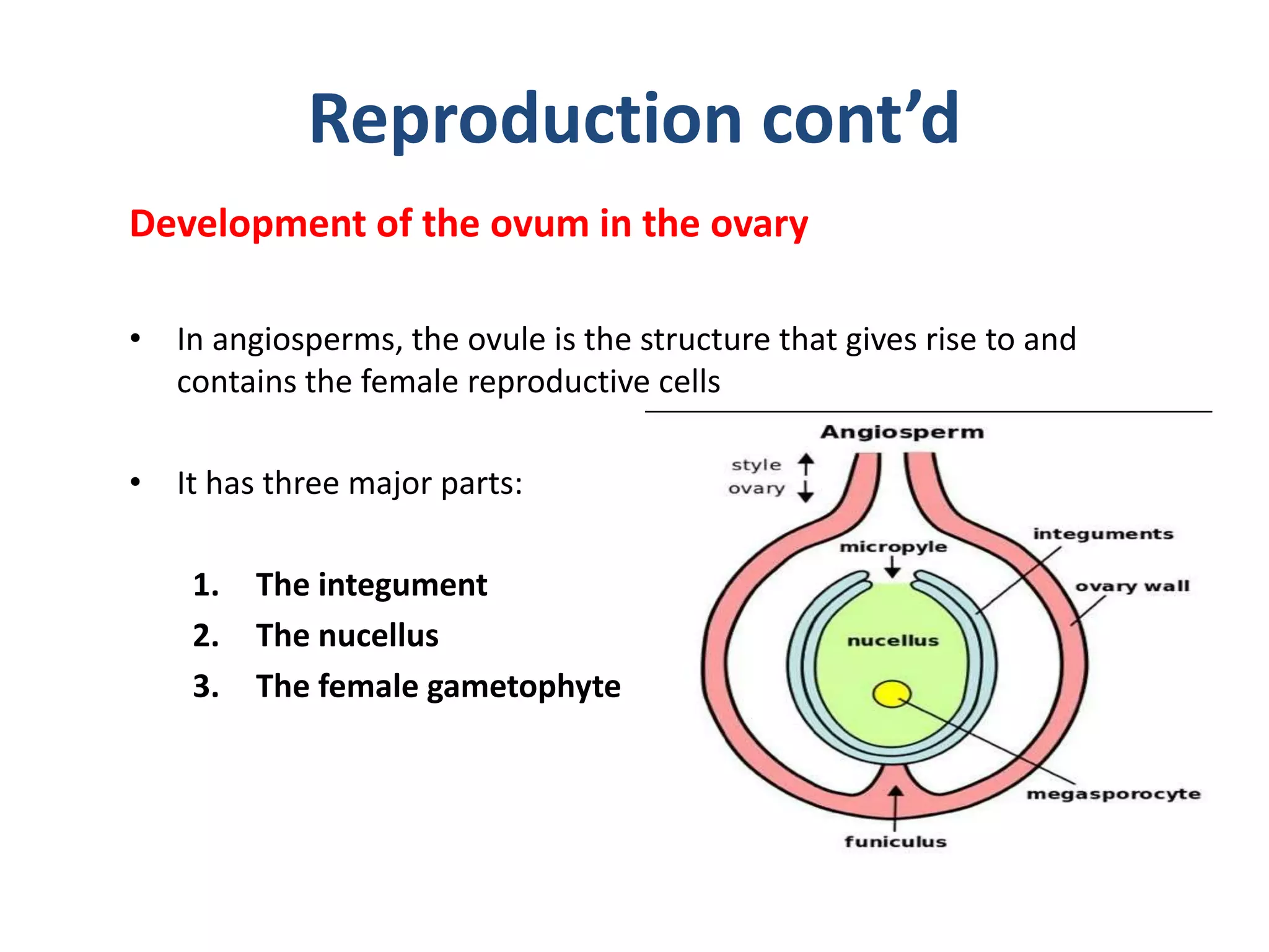 Angiosperms (flowering plants) PowerPoint Presentation | PPTX