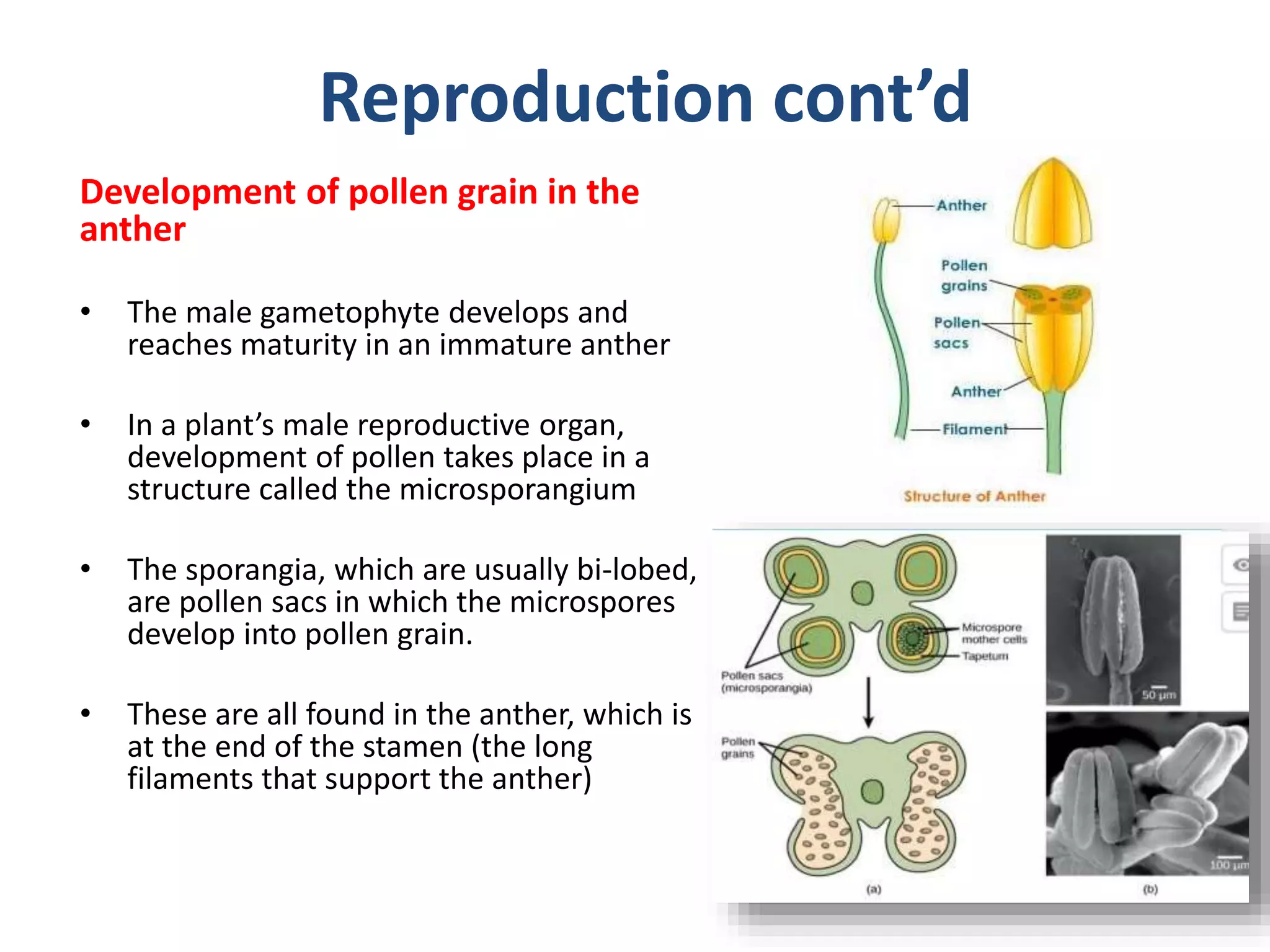 Angiosperms (flowering plants) PowerPoint Presentation | PPTX