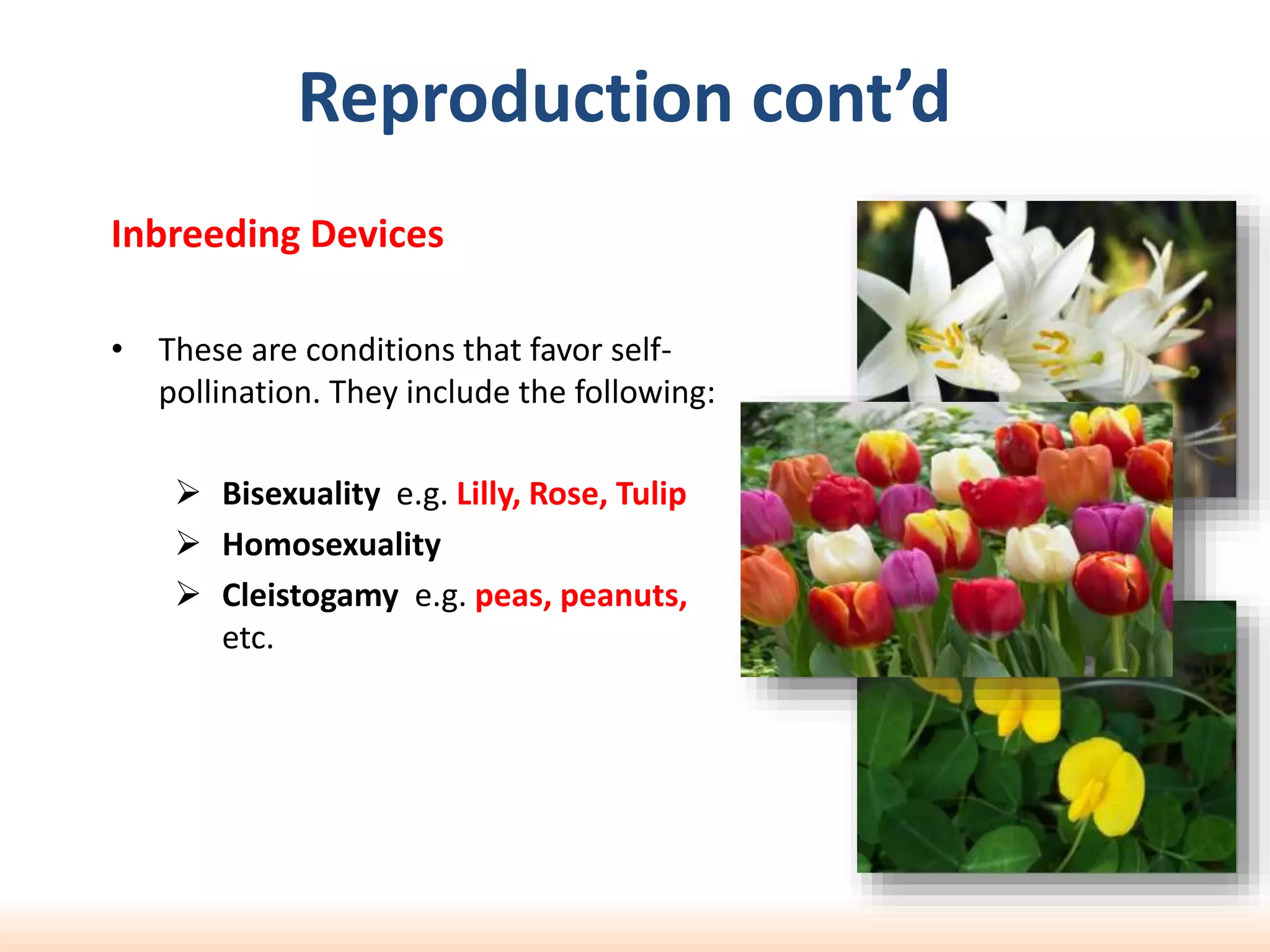 Angiosperms (flowering plants) PowerPoint Presentation | PPTX