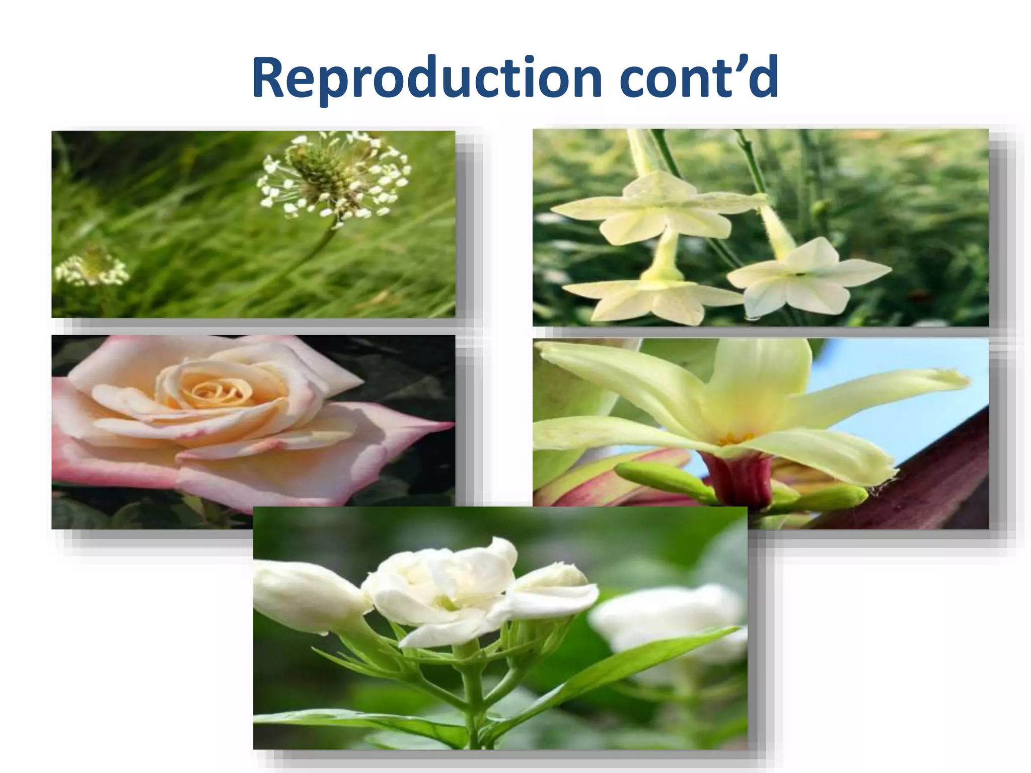 Angiosperms (flowering plants) PowerPoint Presentation | PPTX