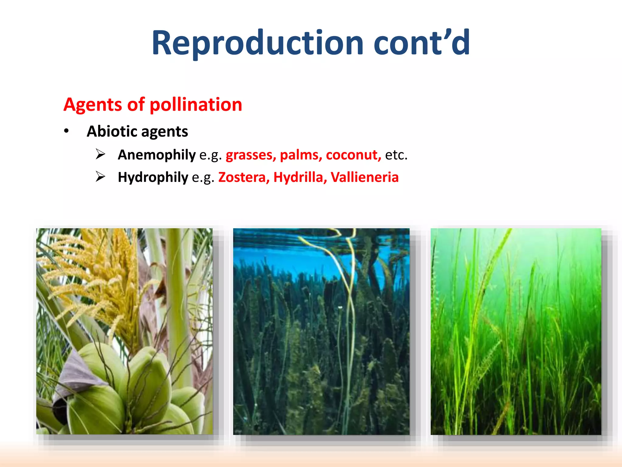 Angiosperms (flowering plants) PowerPoint Presentation | PPTX