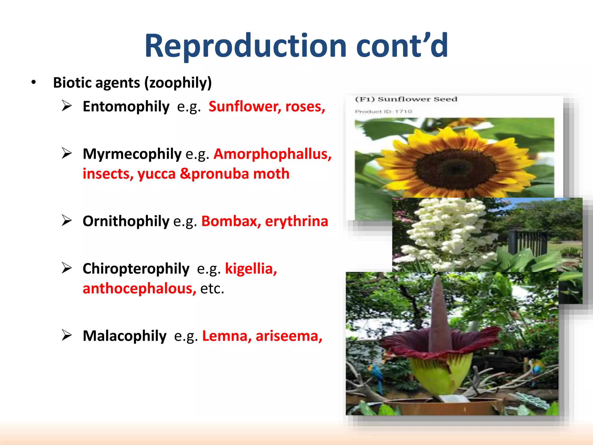 Angiosperms (flowering plants) PowerPoint Presentation | PPTX