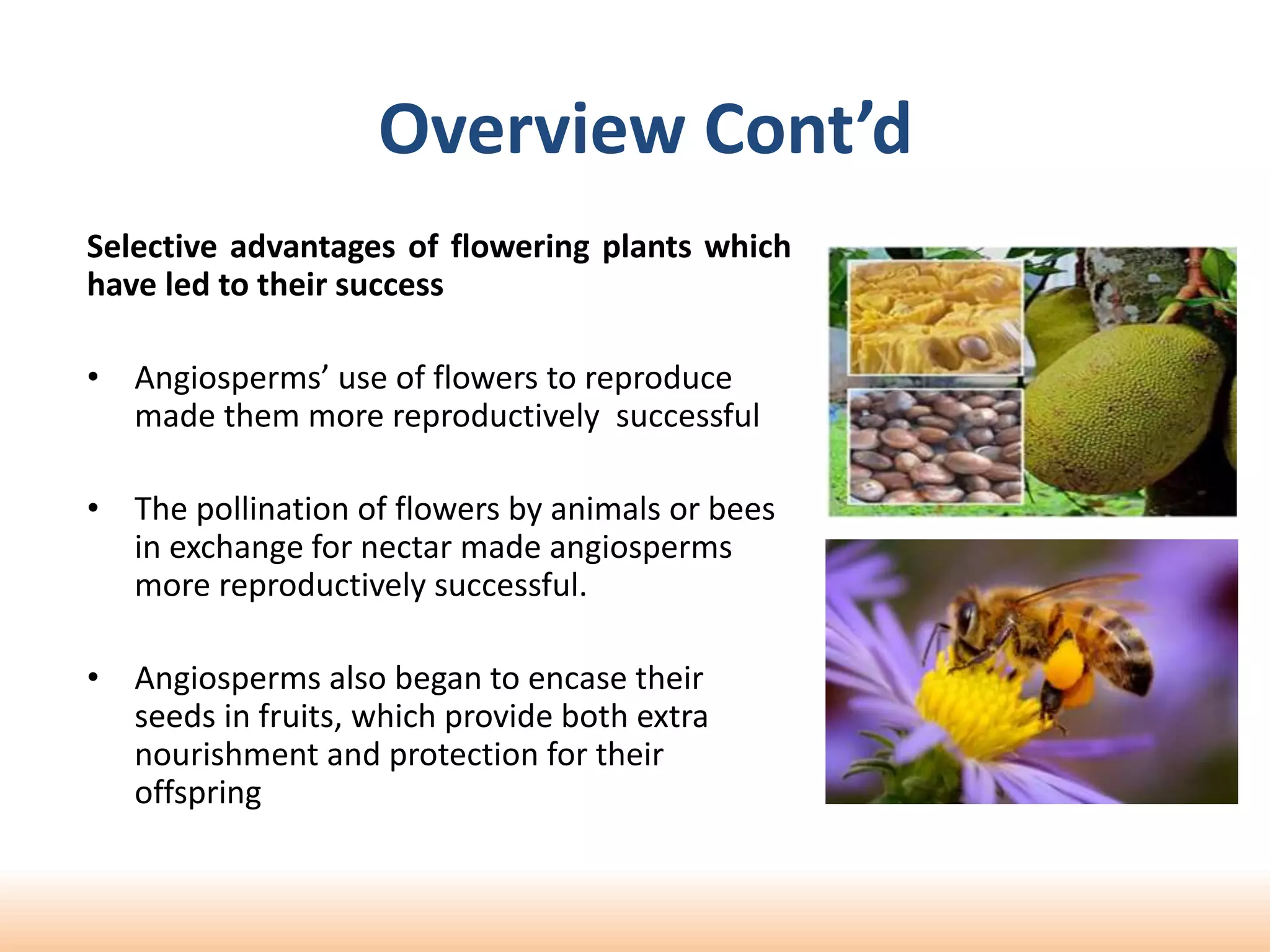Angiosperms (flowering plants) PowerPoint Presentation | PPTX