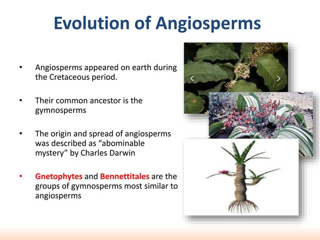 Angiosperms (flowering plants) PowerPoint Presentation | PPTX
