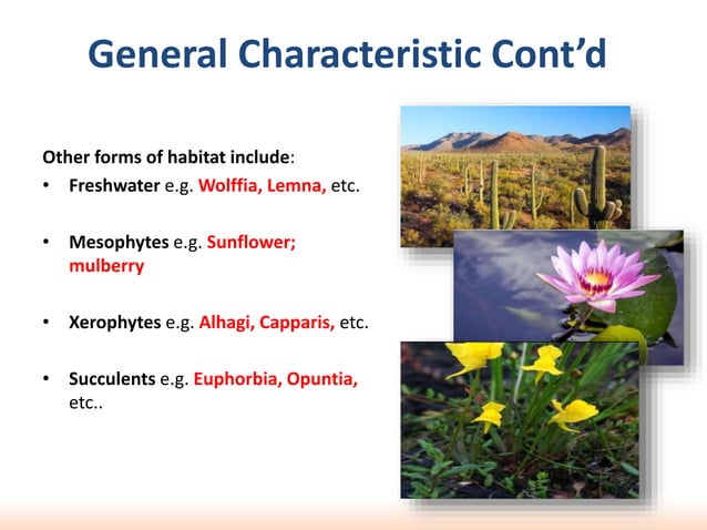 Angiosperms (flowering plants) PowerPoint Presentation | PPTX