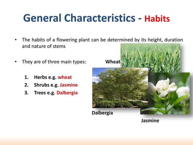Angiosperms (flowering plants) PowerPoint Presentation | PPTX