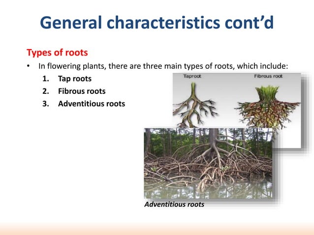 Angiosperms (flowering plants) PowerPoint Presentation | PPTX