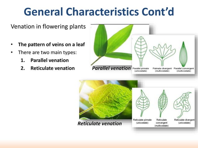 Angiosperms (flowering plants) PowerPoint Presentation | PPTX
