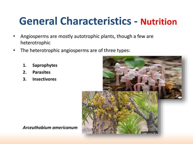 Angiosperms (flowering plants) PowerPoint Presentation | PPTX