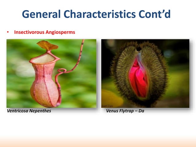 Angiosperms (flowering plants) PowerPoint Presentation | PPTX