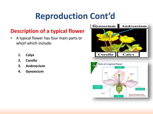 Angiosperms (flowering plants) PowerPoint Presentation | PPTX