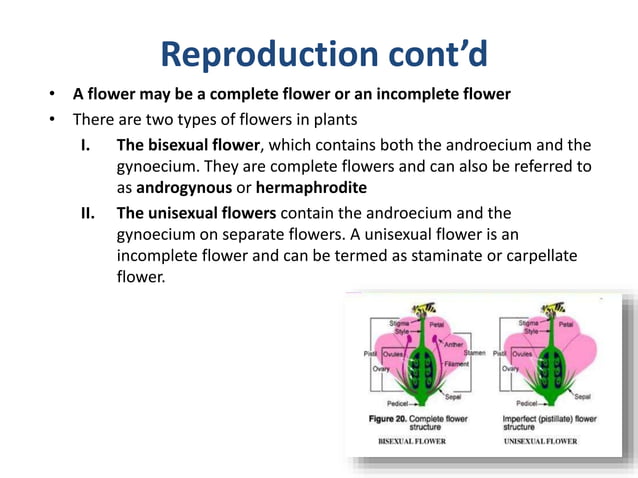 Angiosperms (flowering plants) PowerPoint Presentation | PPTX