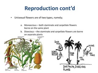 Angiosperms (flowering plants) PowerPoint Presentation | PPTX