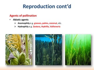 Angiosperms (flowering plants) PowerPoint Presentation | PPTX